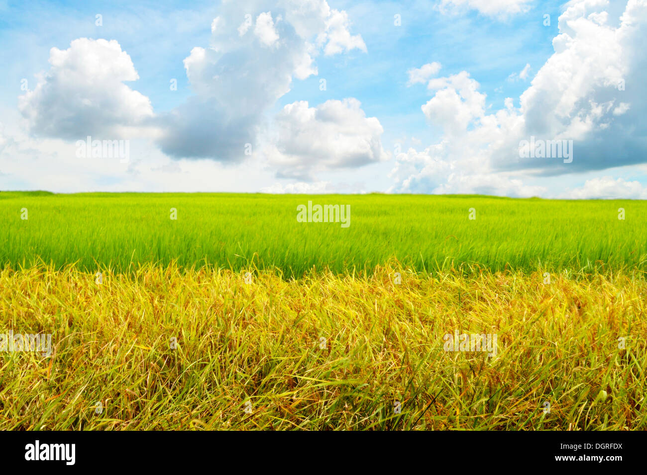 Wide Rice fields in blue sky with clouds Stock Photo - Alamy