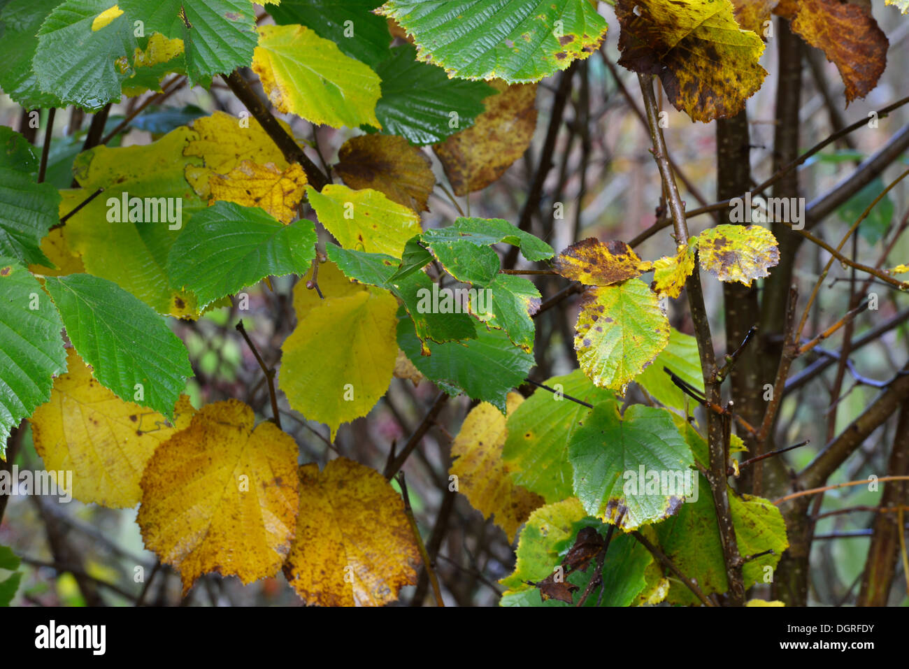 Green and yellow leaves on a hazel-bush (Corylus avellana) in autumn ...
