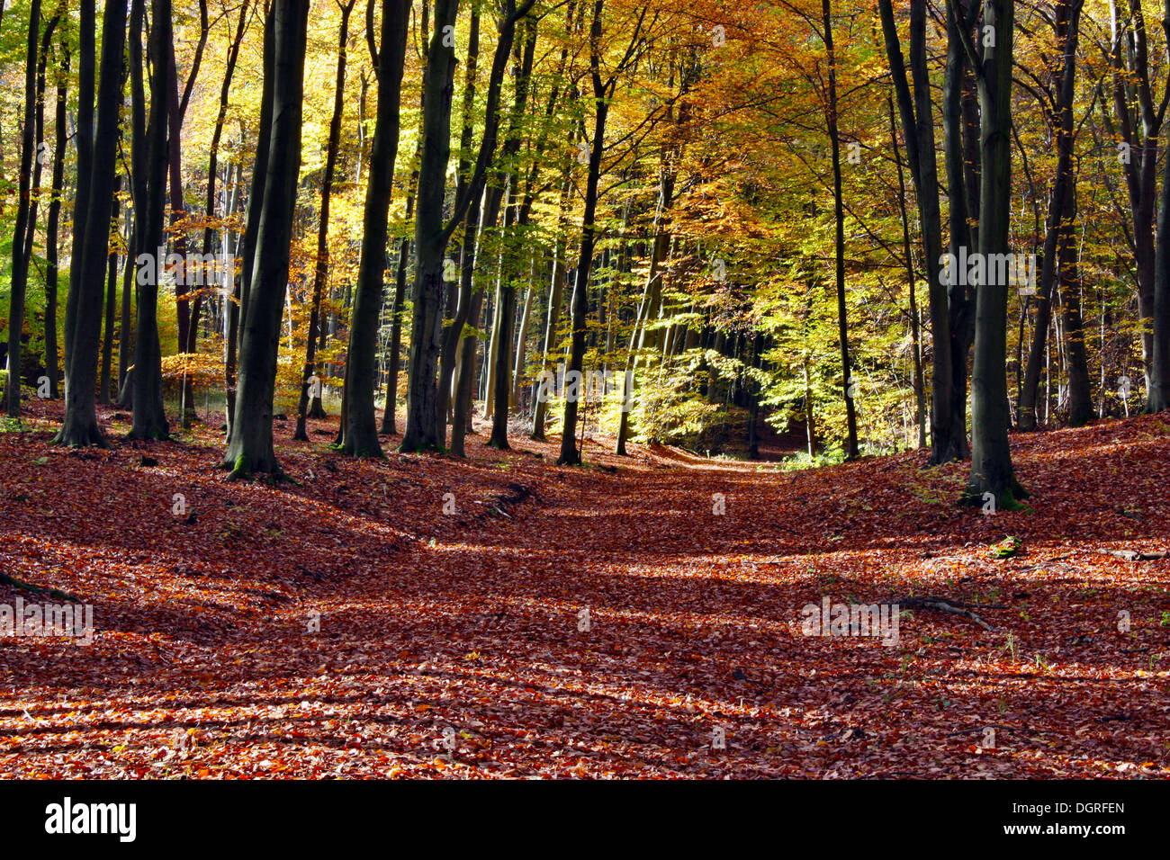 Autumn colors in the forest Stock Photo - Alamy