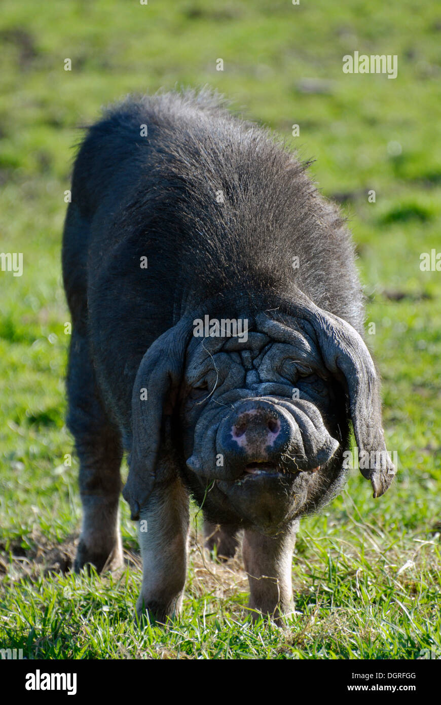 Chinese mask pig (Sus scrofa f. domestica), boar Stock Photo - Alamy