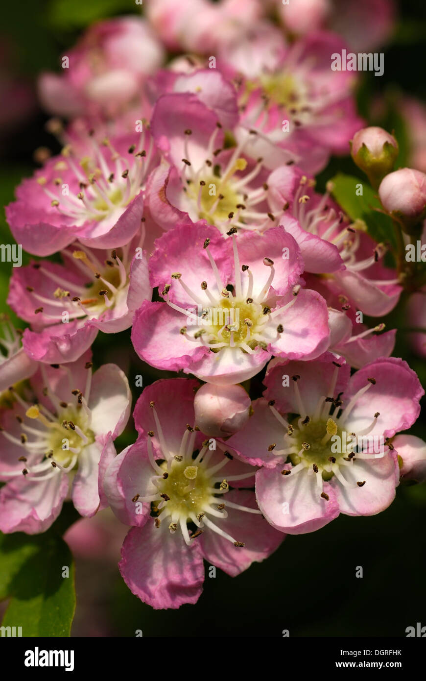 Common Hawthorn (Crataegus monogyna), flowers Stock Photo - Alamy