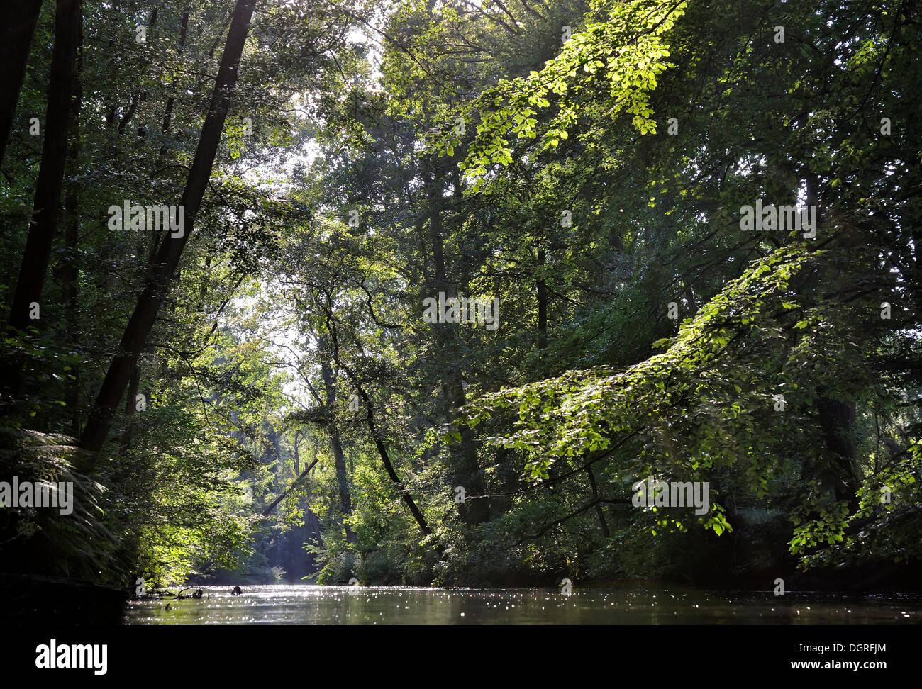 Semi deciduous forest hi-res stock photography and images - Alamy
