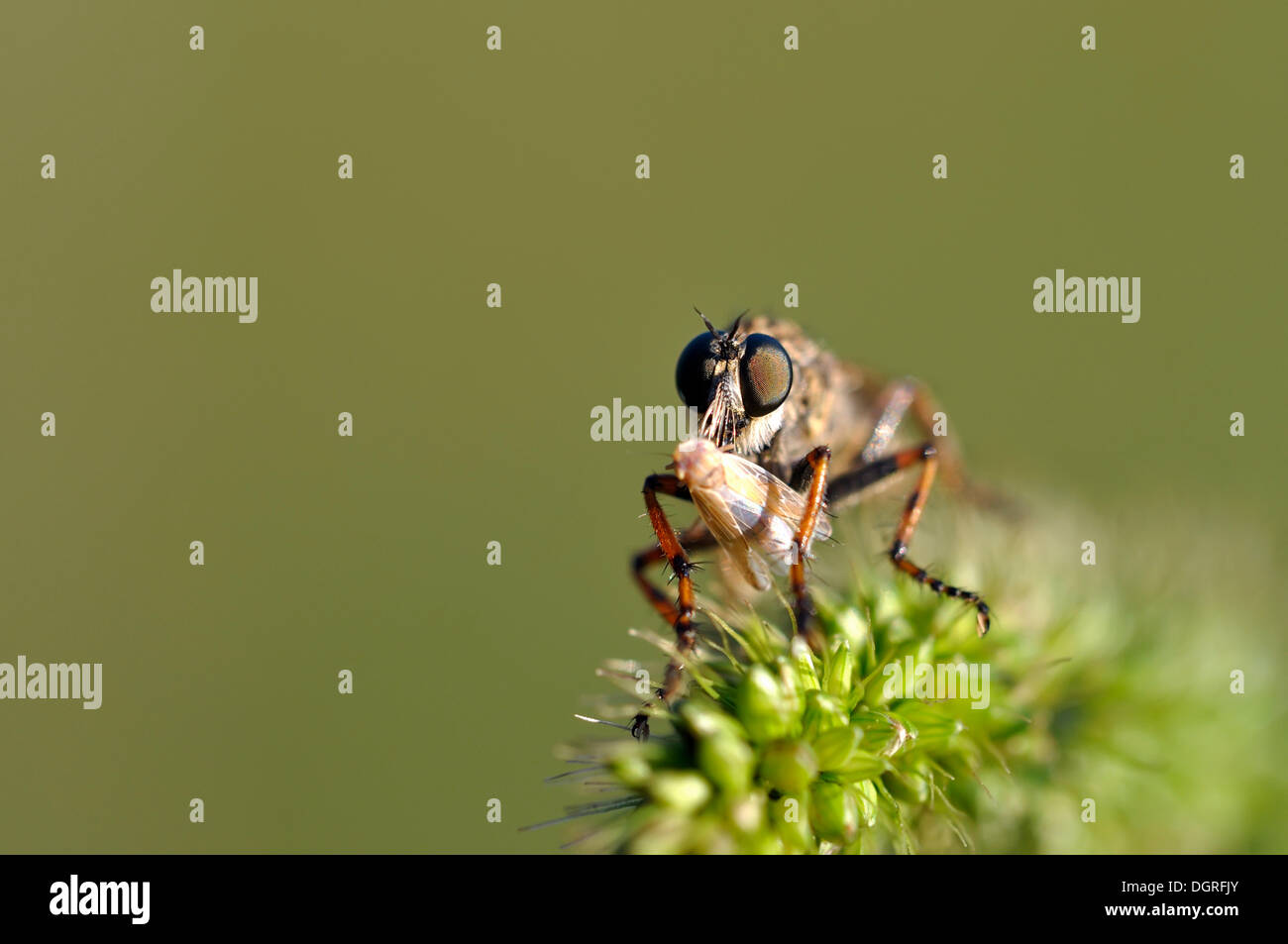 Robber fly (Asilidae) with prey Stock Photo - Alamy