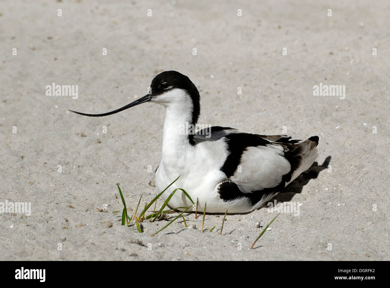 Pied Avocet (Recurvirostra avosetta) brooding on its eggs Stock Photo ...