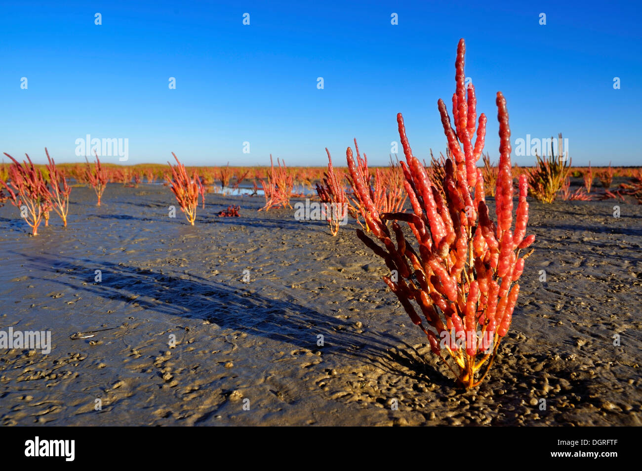 Salicornia salt marsh hi-res stock photography and images - Alamy
