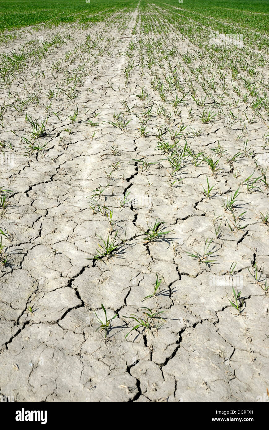 Wheat field (Triticum sp.) with dried soil, desiccation cracks ...