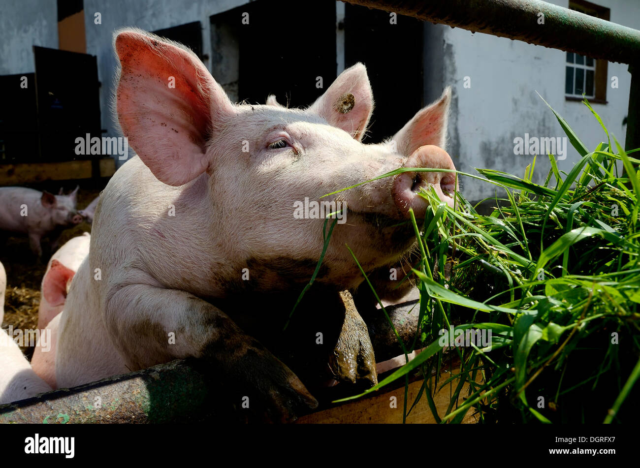 Pig Farms High Resolution Stock Photography and Images - Alamy
