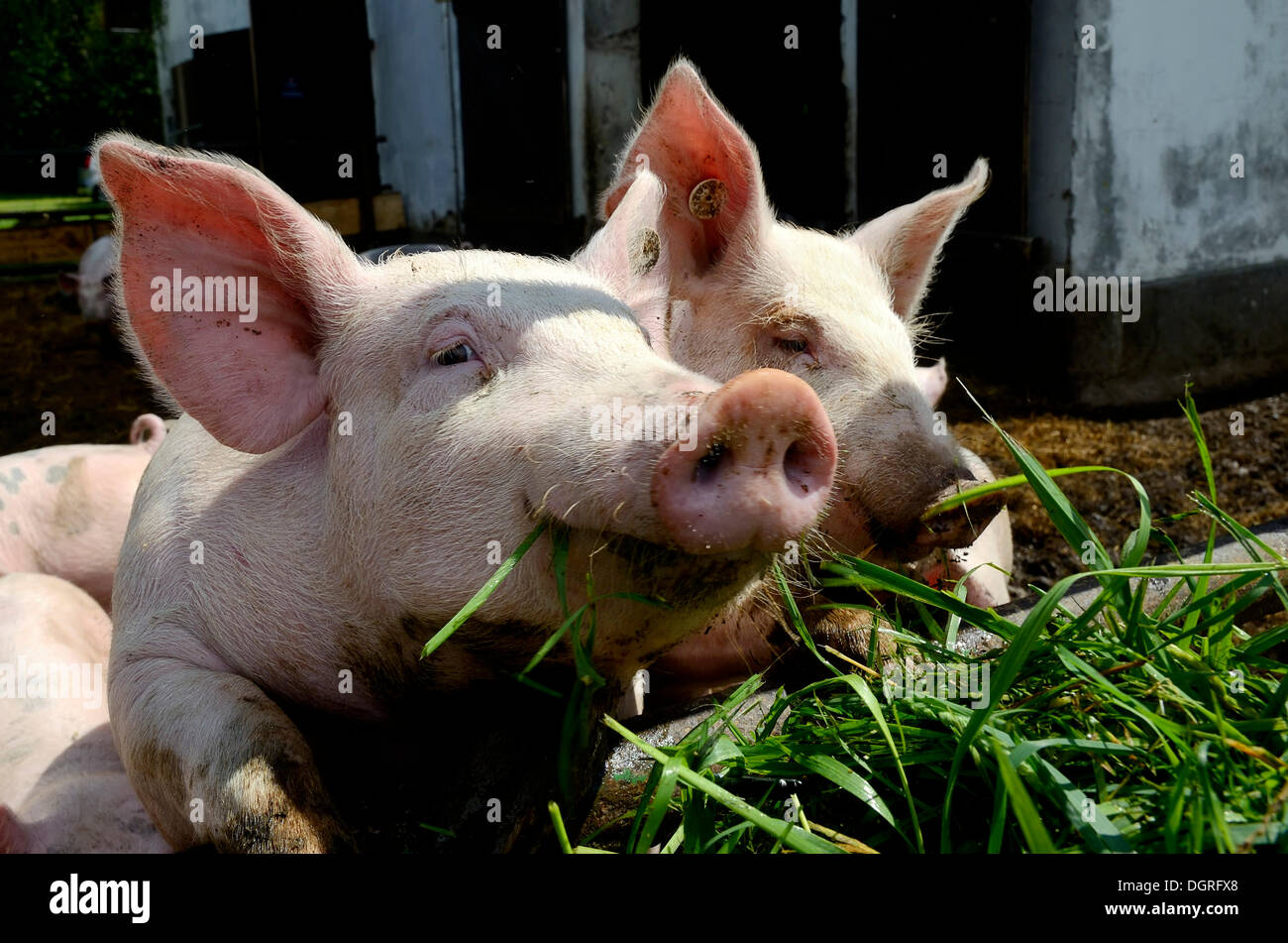 Domestic pigs (Sus scrofa domestica) being fed with green fodder ...