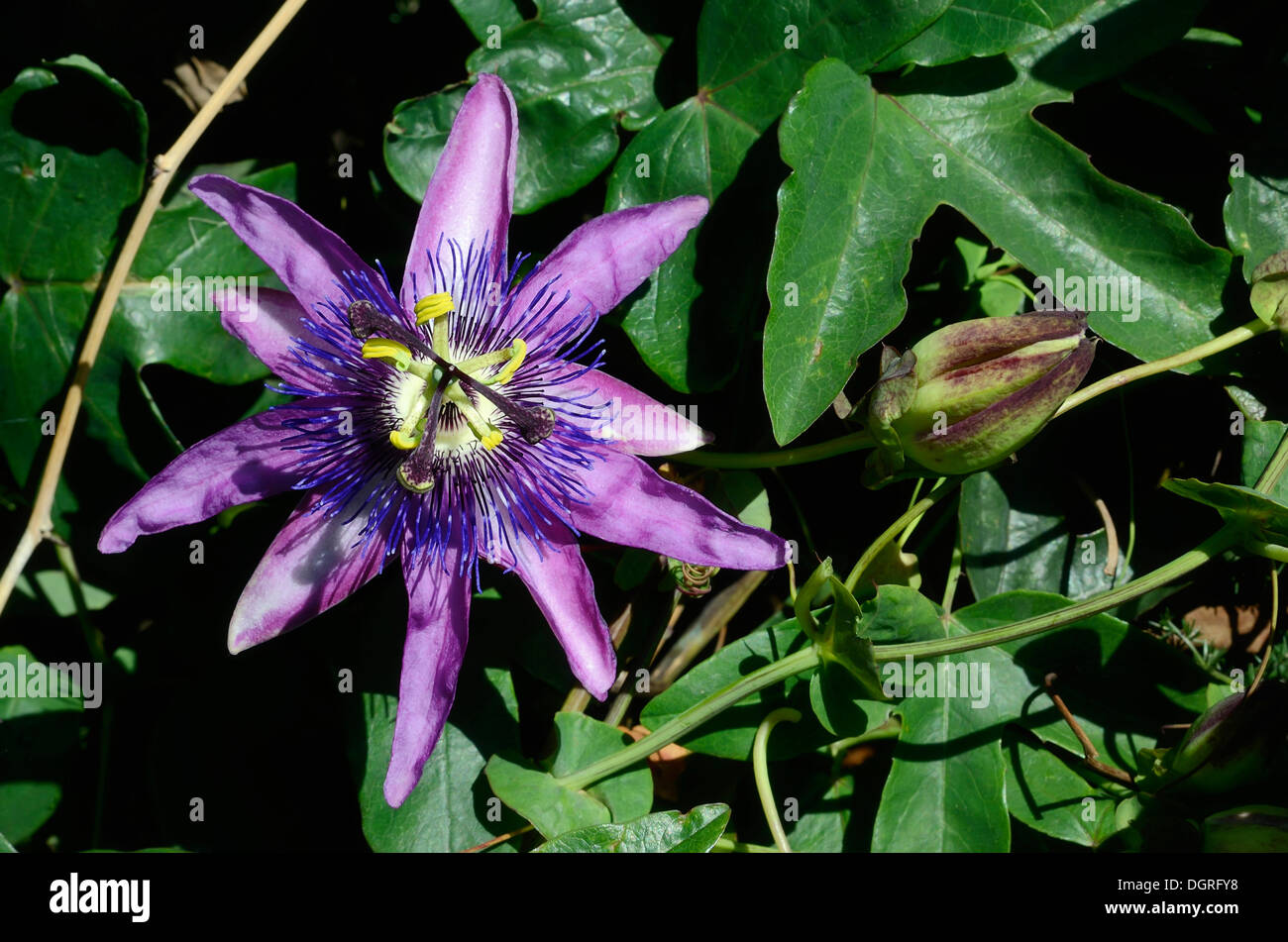 Blue passion flower (Passiflora caerulea), Moriani, Corsica, France ...