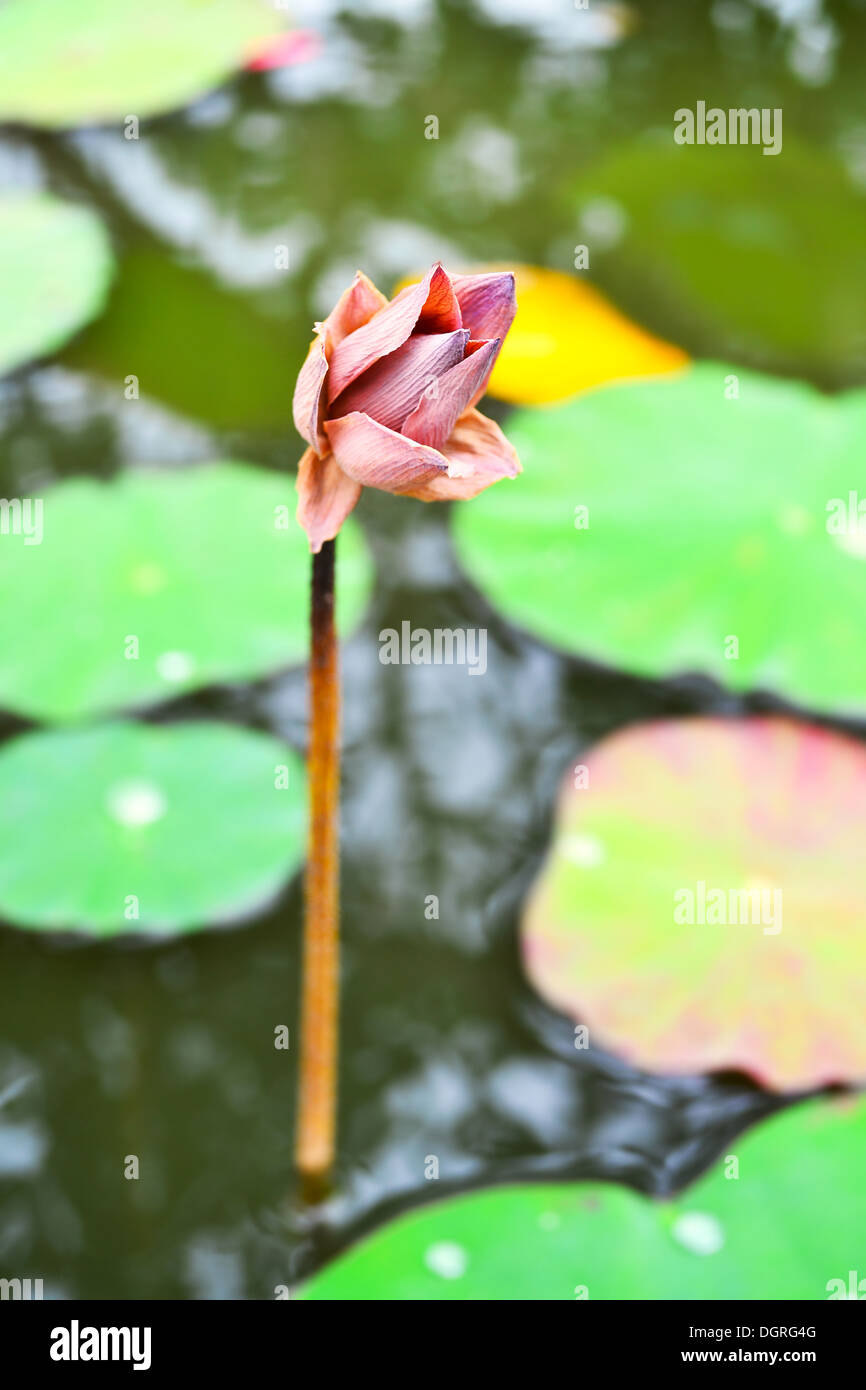 Withered lotus in a water bath Stock Photo - Alamy