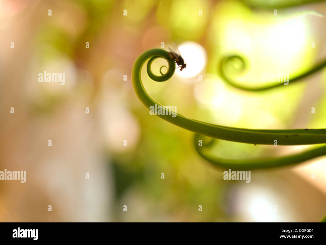A fly is resting on top of the fern Stock Photo - Alamy