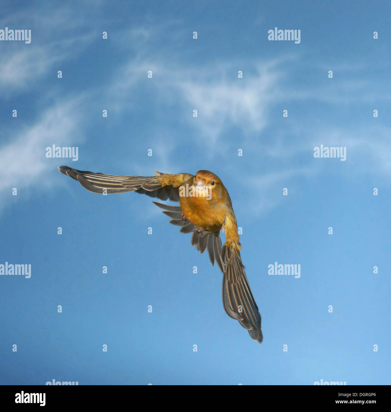 Rosefinch rosefinches hi-res stock photography and images - Alamy