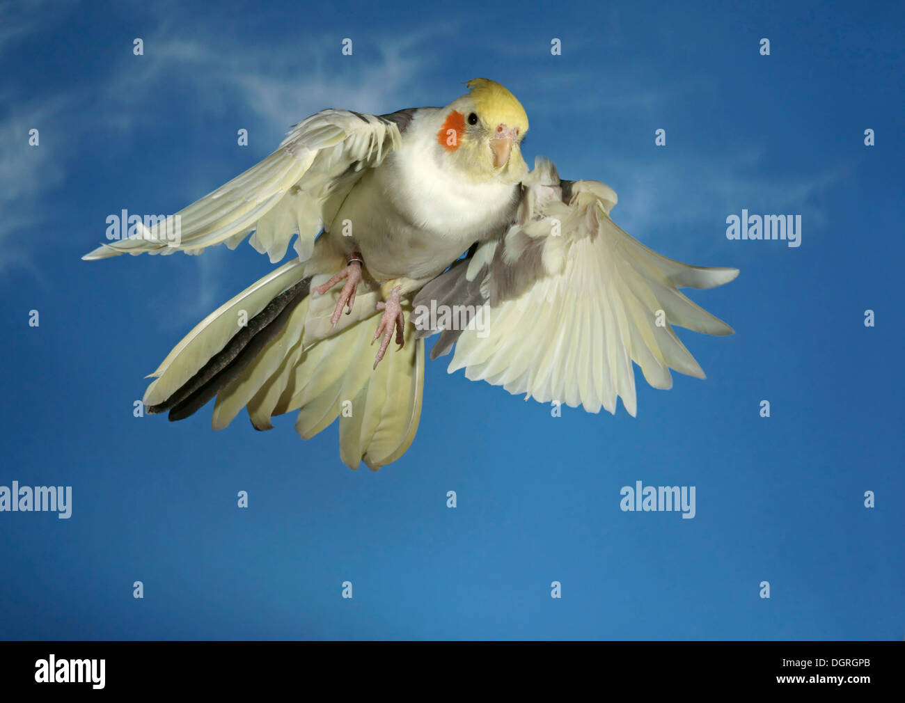 Cockatiel (Nymphicus hollandicus) in flight Stock Photo - Alamy