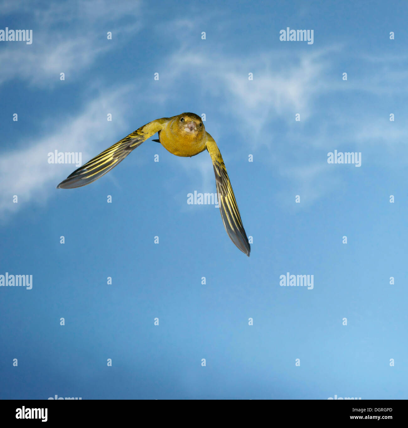 Canary Flying