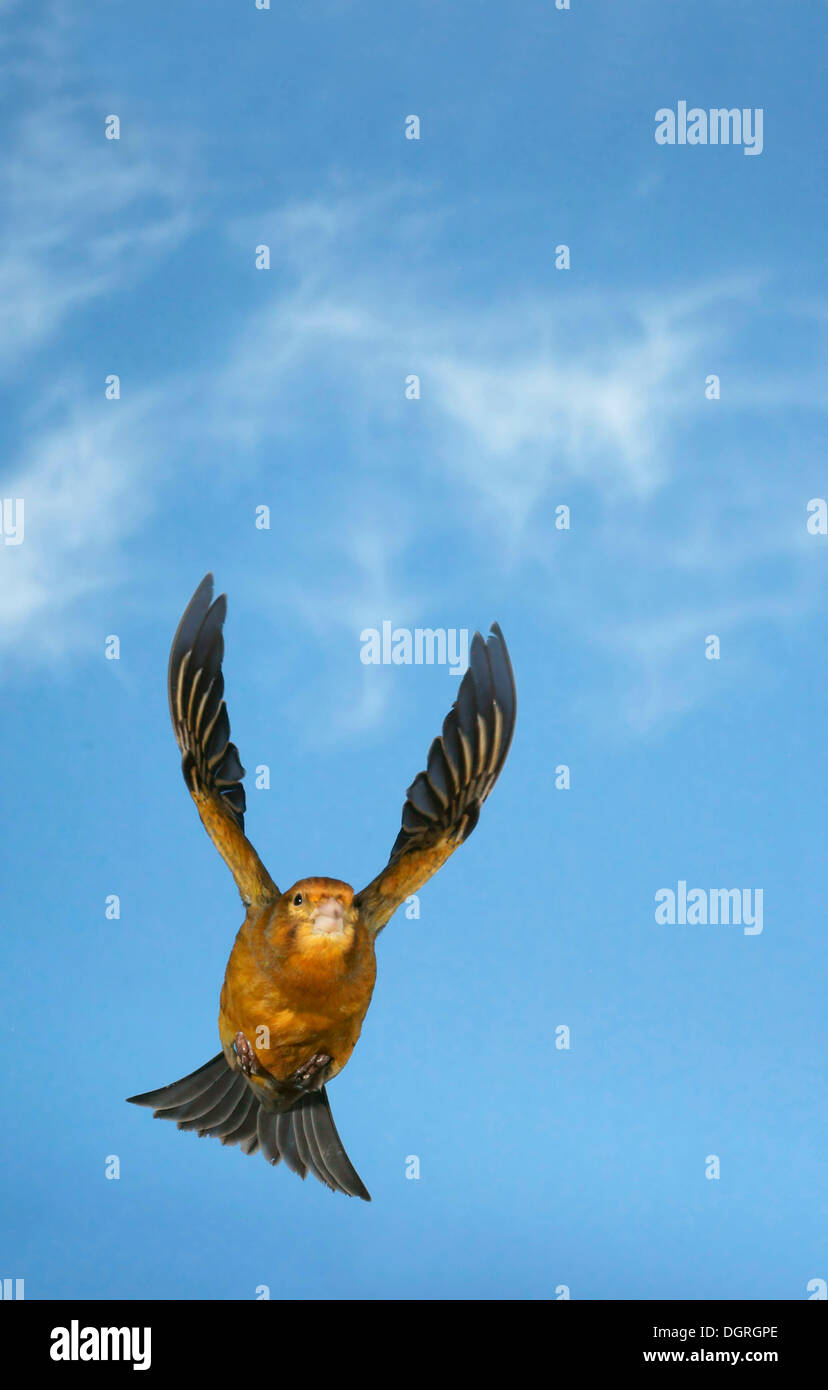 Rosefinch (Carpodacus erythrinus) in flight Stock Photo - Alamy