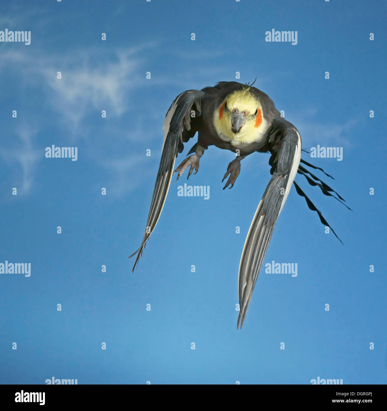 Cockatiel (Nymphicus hollandicus) in flight Stock Photo - Alamy