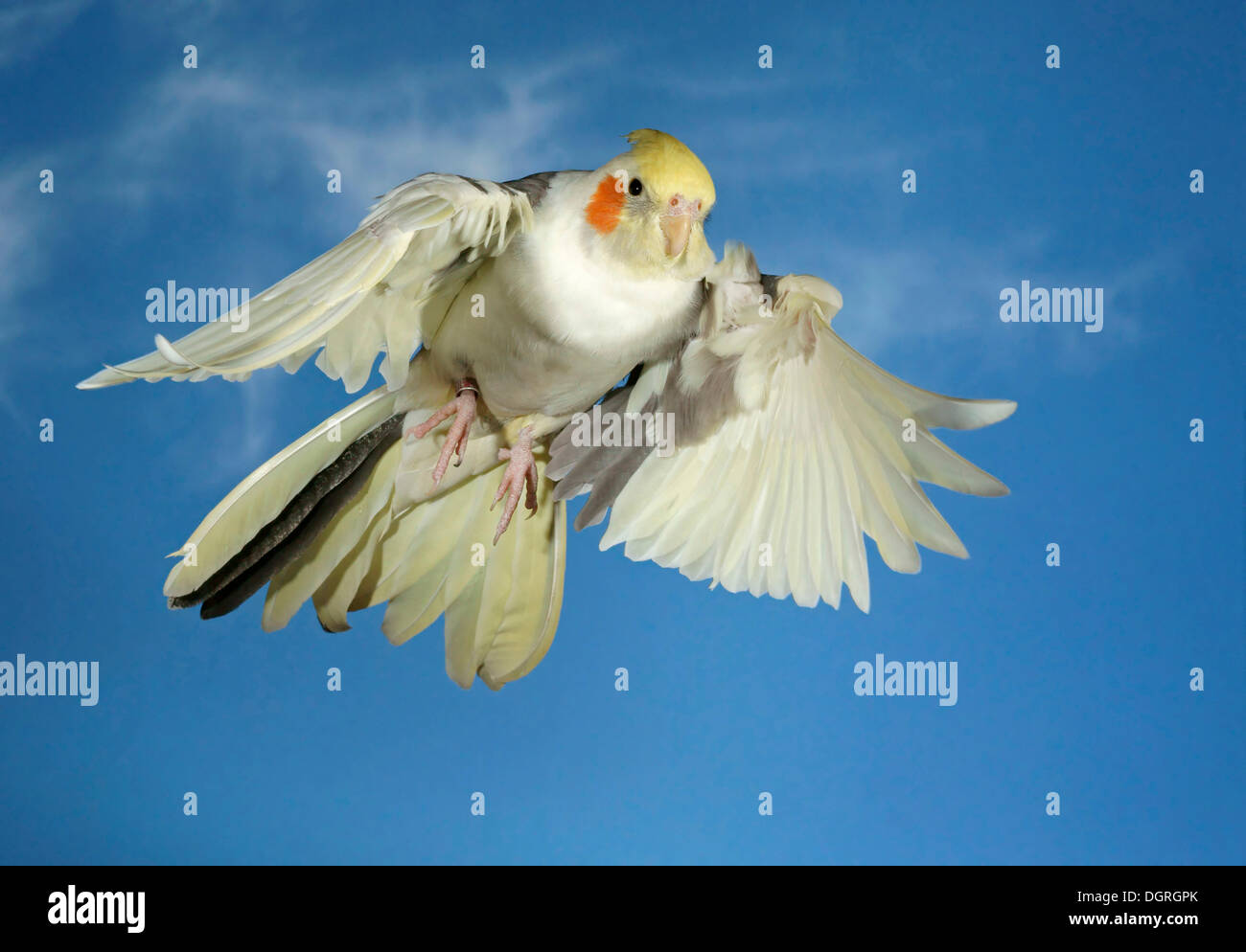 Cockatiel nymphicus flight hi-res stock photography and images - Alamy