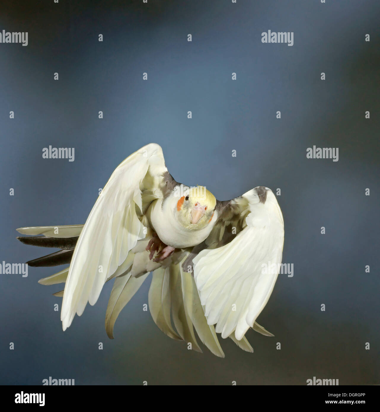 Cockatiel nymphicus flight hi-res stock photography and images - Alamy