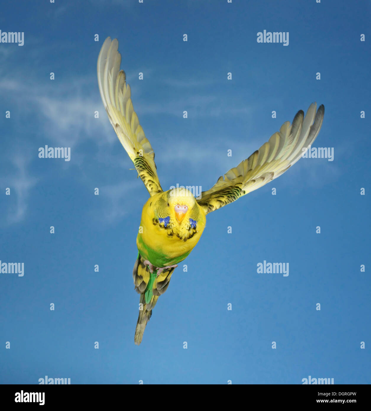 Parakeet flying hi-res stock photography and images - Alamy