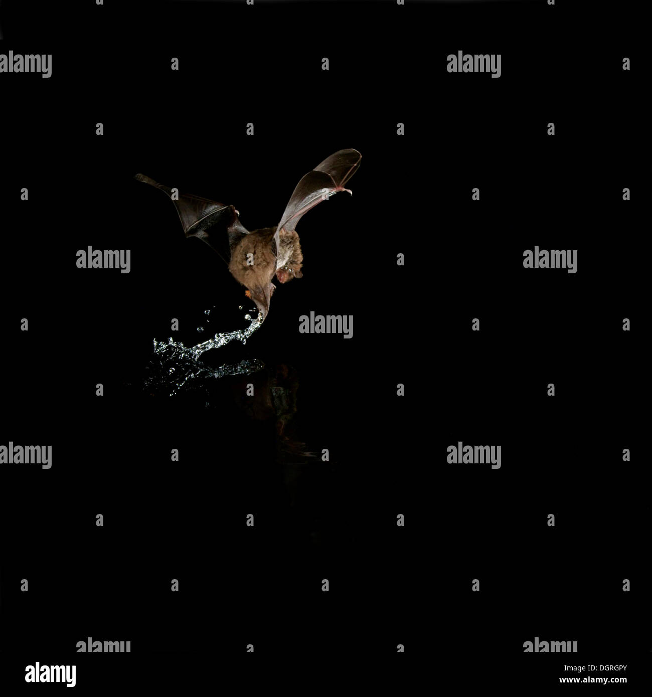 Daubenton's bat (Myotis daubentonii Stock Photo - Alamy