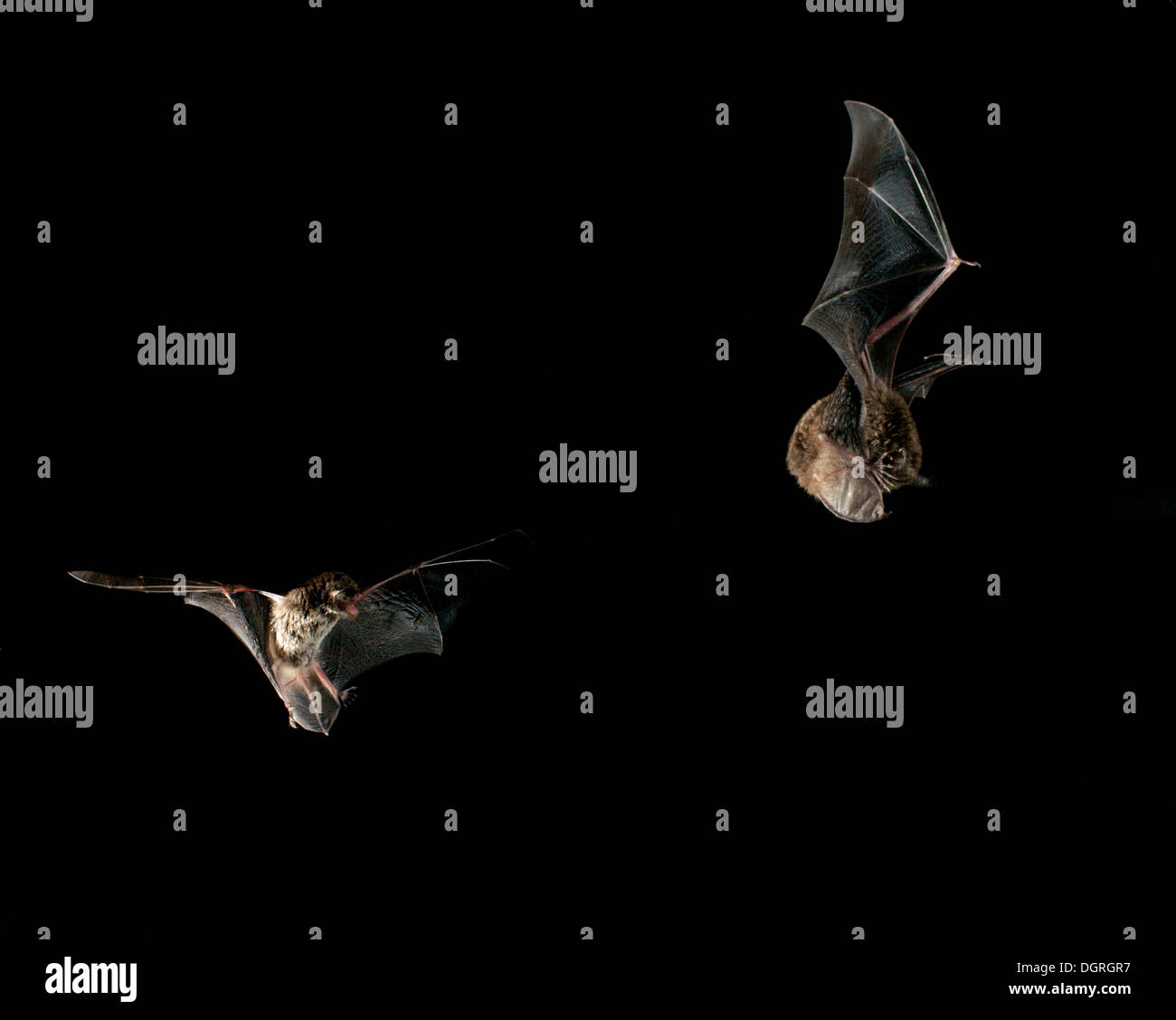 Daubenton's bat (Myotis daubentonii Stock Photo - Alamy