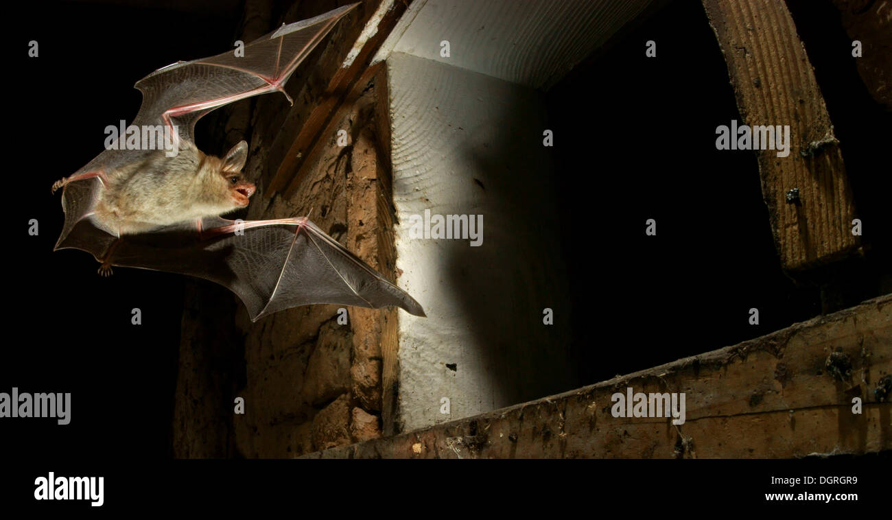 Greater mouse-eared bat (Myotis myotis) flying out of a summer quarter ...