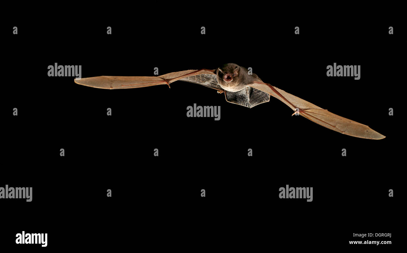Common Bent-wing Bat or Schreiber's Long-Fingered Bat (Miniopterus ...