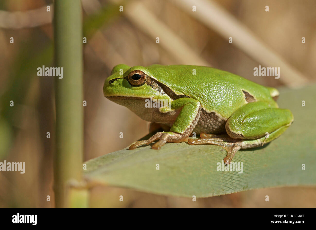 European Tree Frog (Hyla arborea Stock Photo - Alamy
