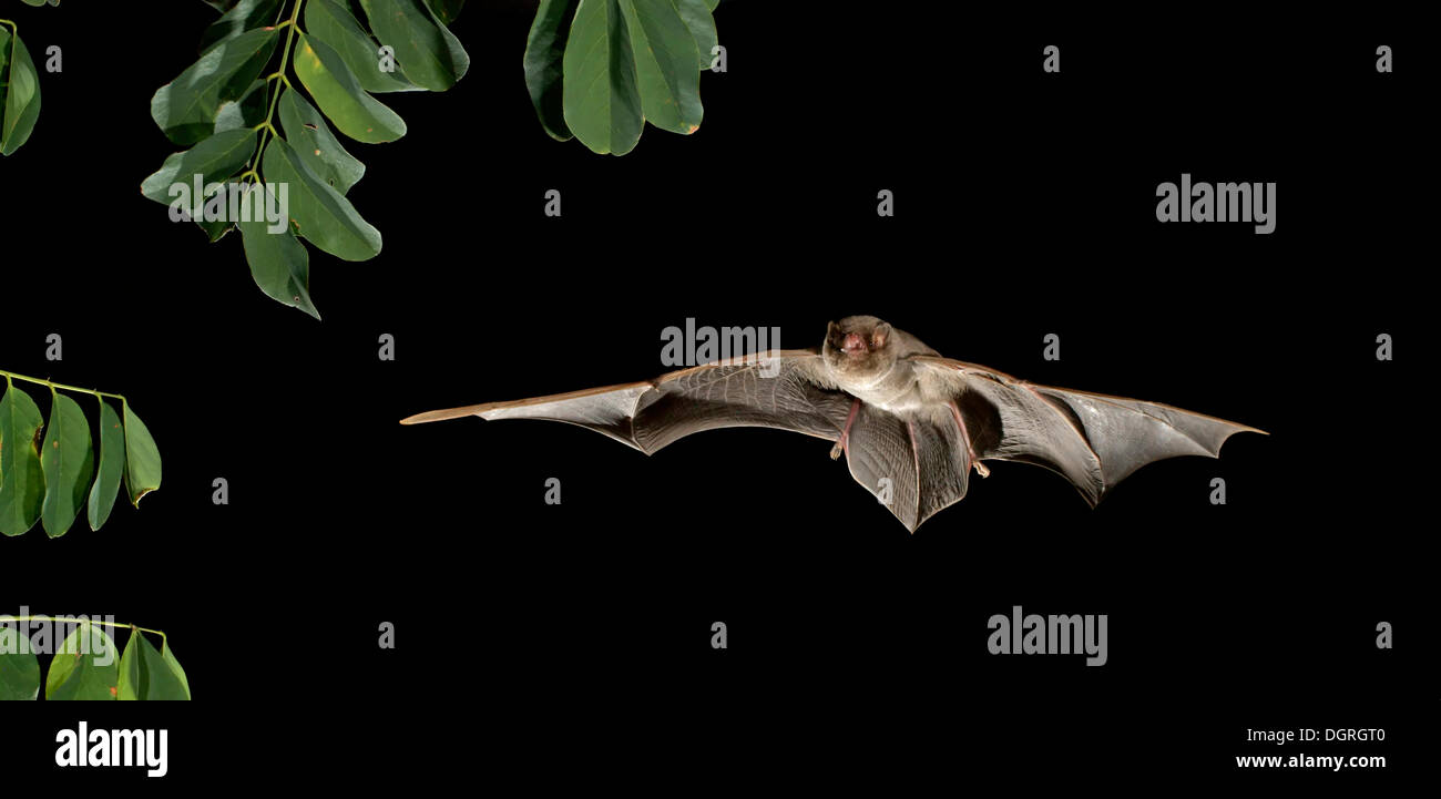 Common Bent-wing Bat or Schreiber's Long-Fingered Bat (Miniopterus ...