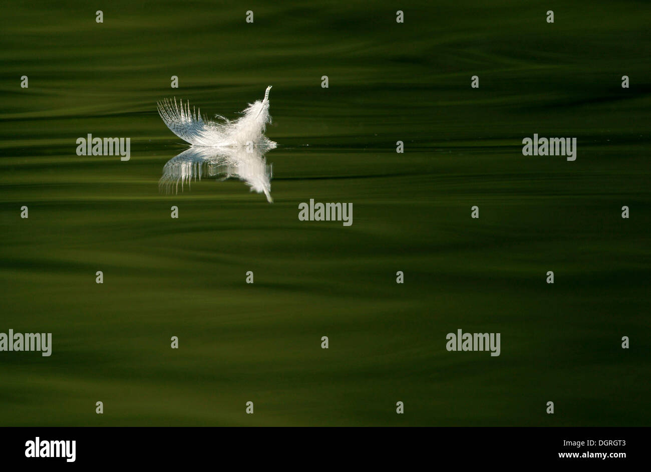 Body feather hi-res stock photography and images - Alamy
