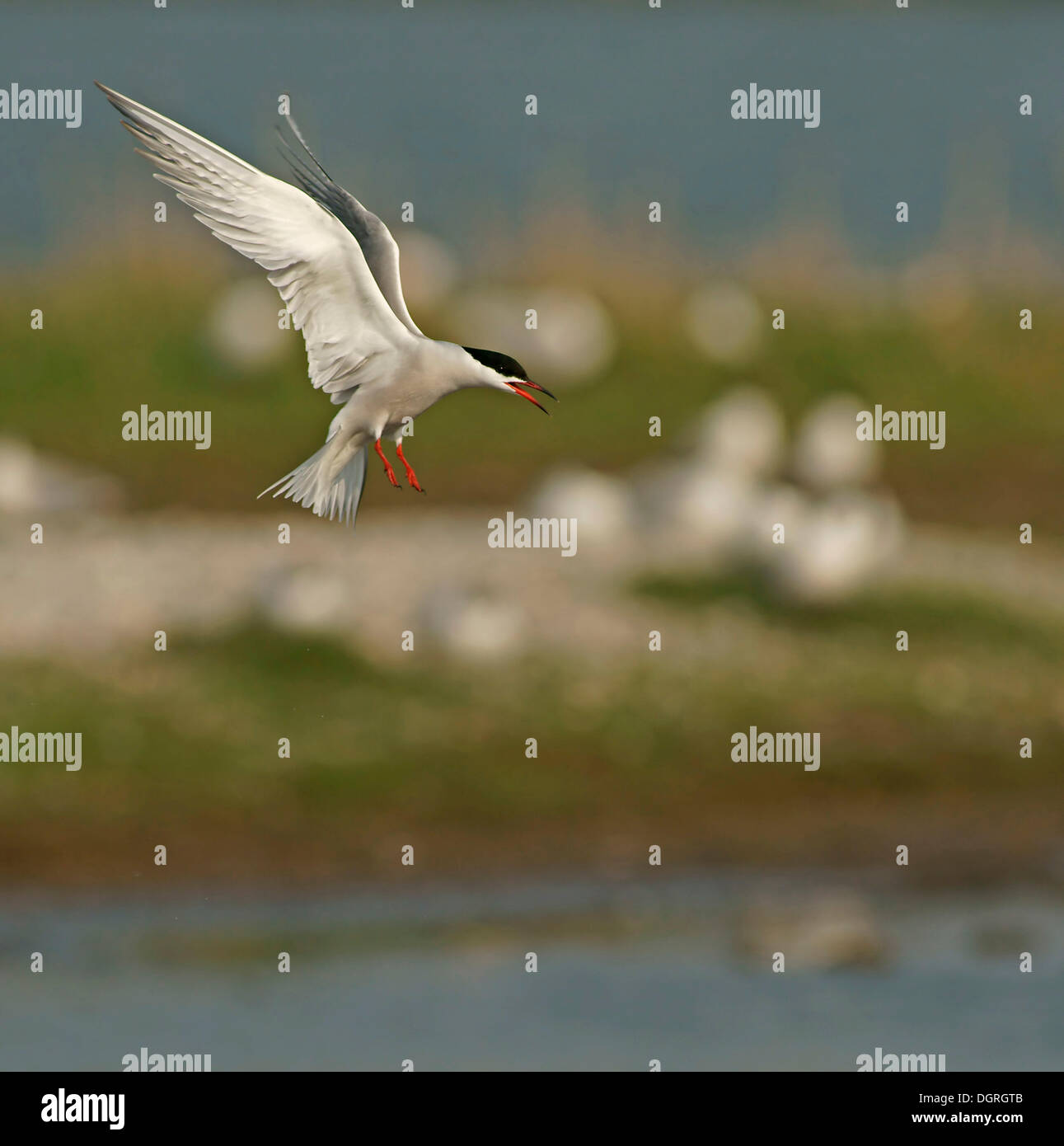 Common tern with wings out hi-res stock photography and images - Alamy