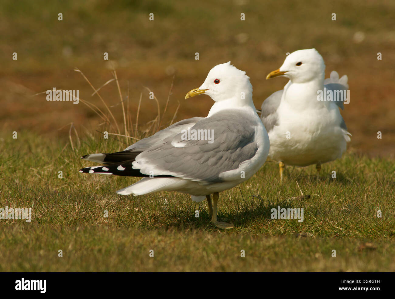 Common Gull or Mew Gull (Larus canus Stock Photo - Alamy