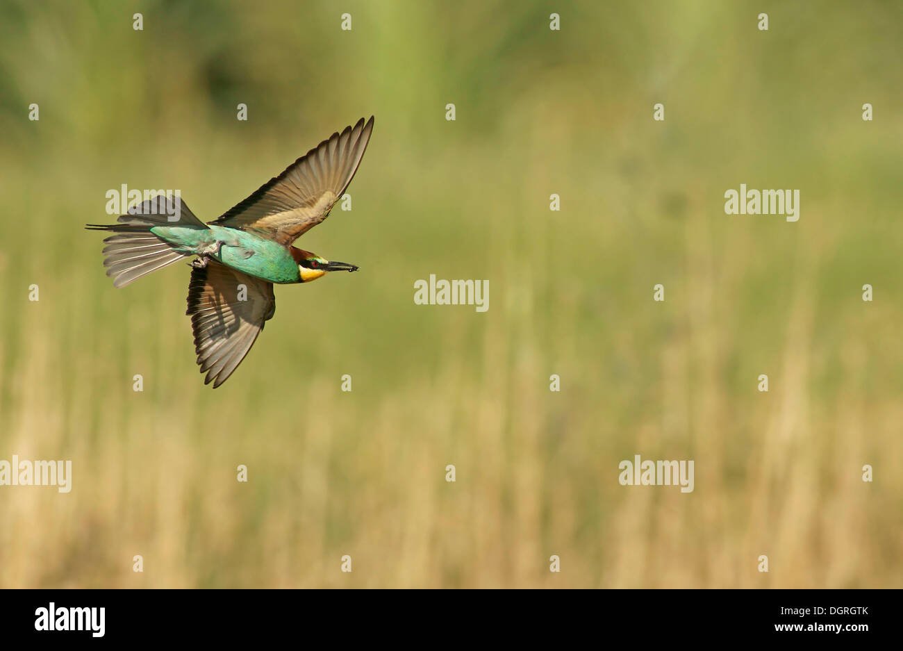 European Bee-eater (Merops apiaster) in flight, northern Bulgaria ...