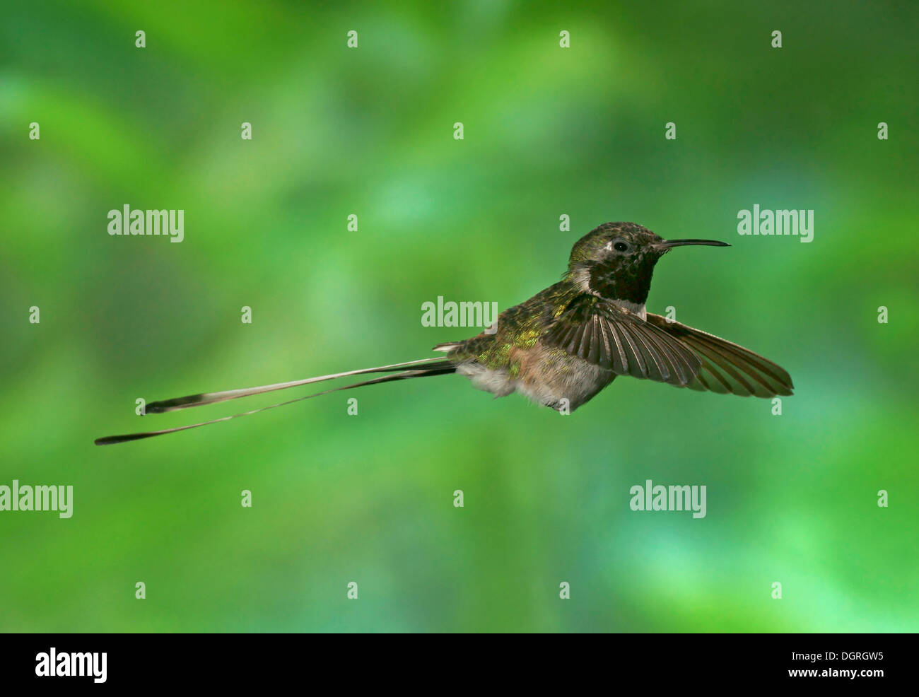 Peruvian Sheartail, hummingbird (Thaumastura cora), in captivity Stock ...