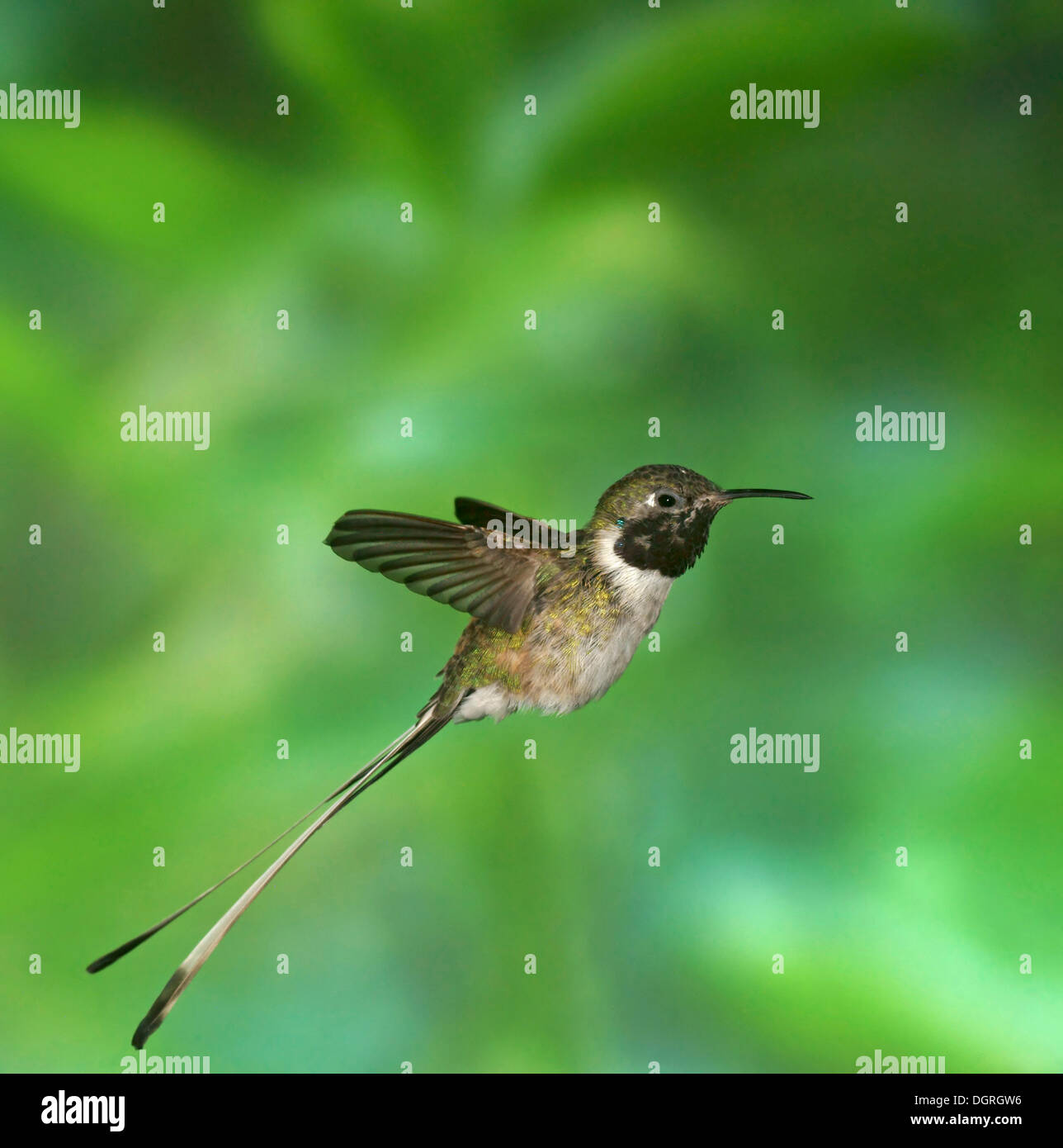 Peruvian Sheartail, hummingbird (Thaumastura cora), in captivity Stock ...