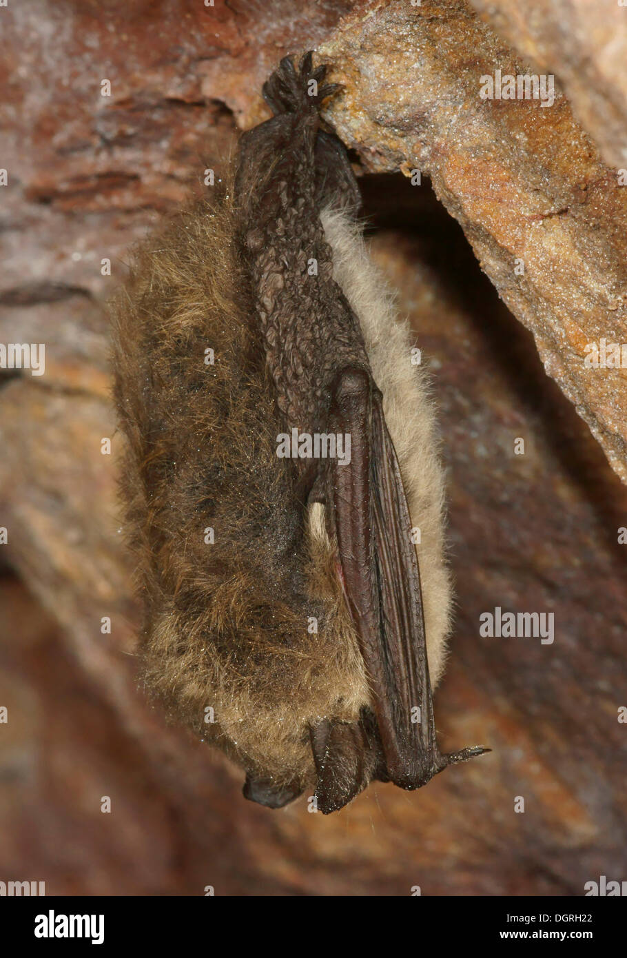 Hibernating bats hi-res stock photography and images - Alamy
