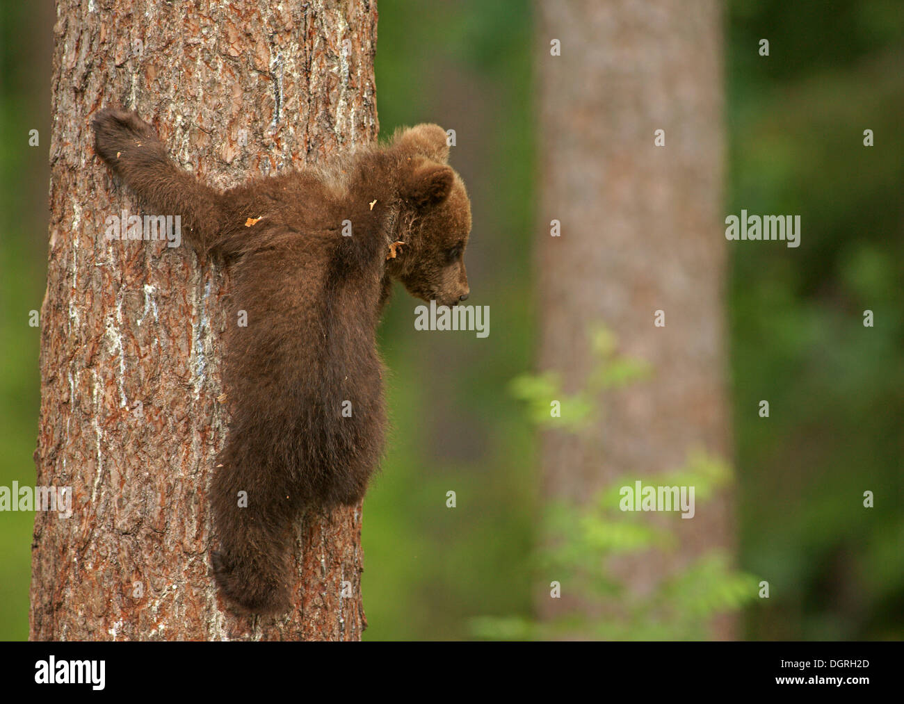 Brown bear (Ursus arctos) cub climbing a tree, Karelia, Finland, Europe ...