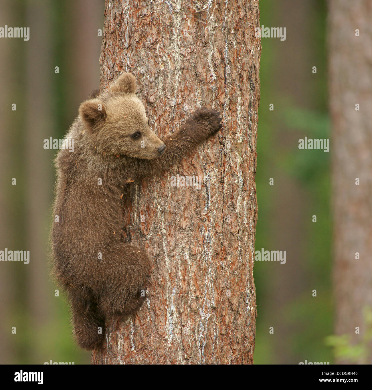 Young brown bear climbing tree hi-res stock photography and images - Alamy