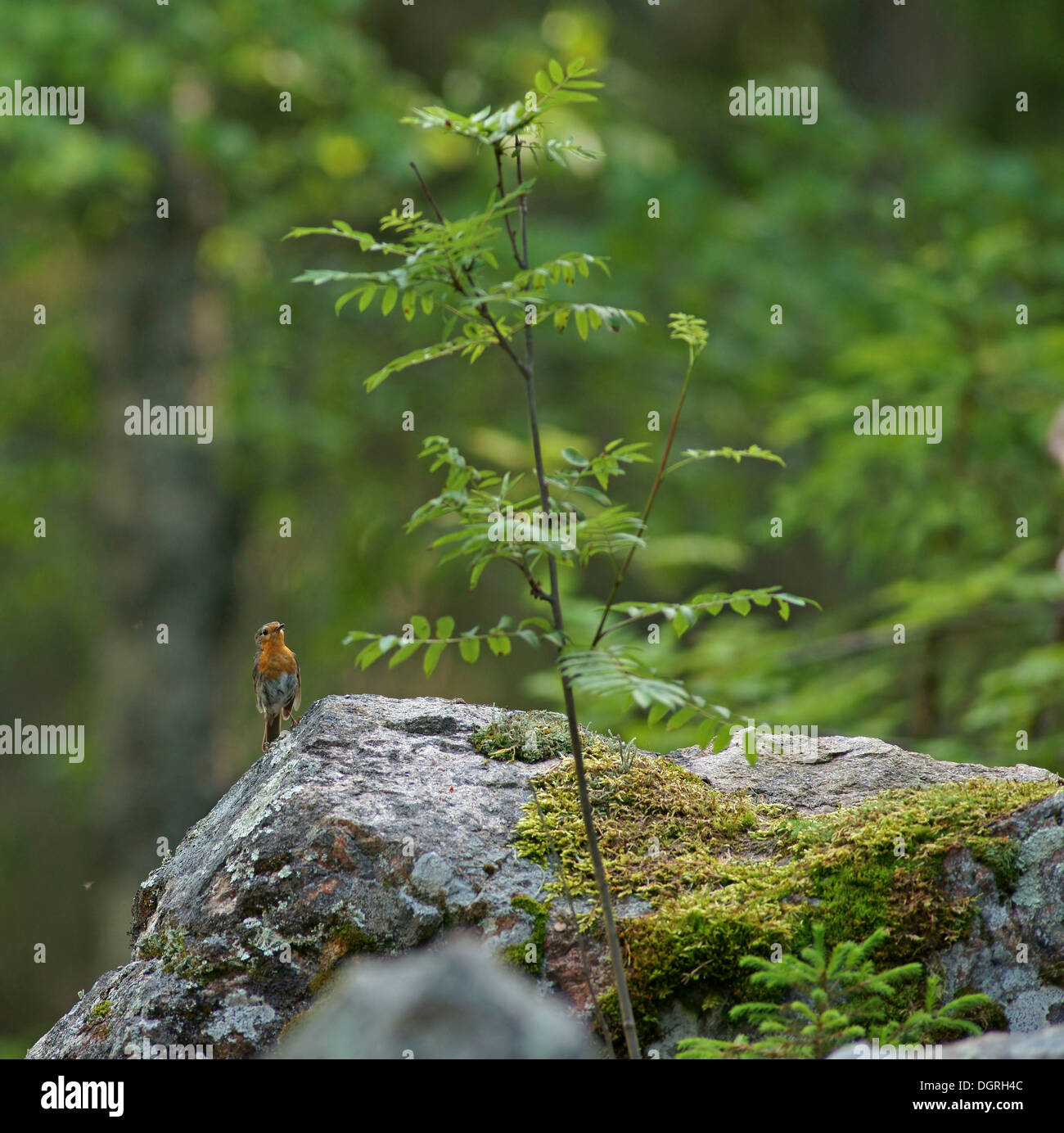 Robins of europe hi-res stock photography and images - Alamy