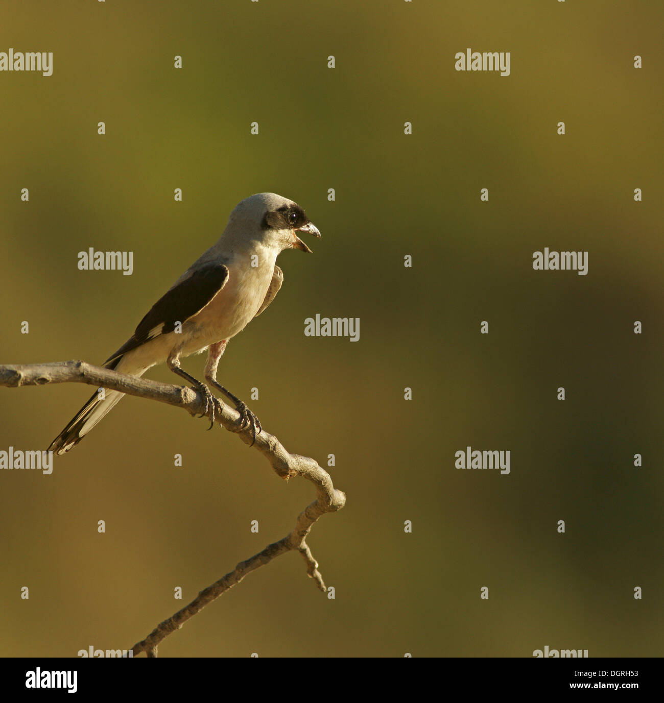 Lesser Grey Shrike (Lanius minor), Bulgaria, Europe Stock Photo - Alamy