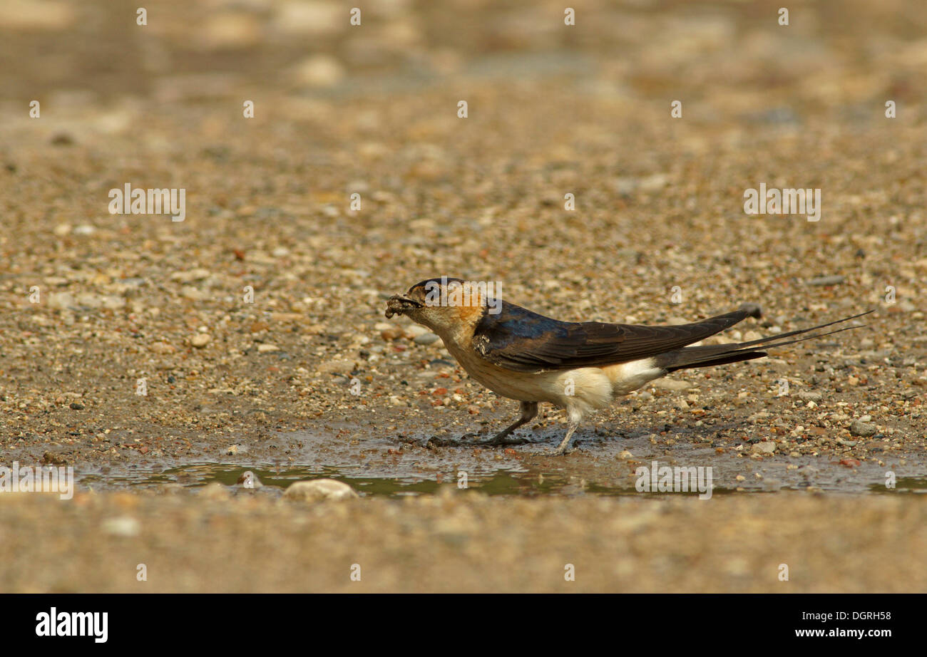 Collecting mud nesting material hi-res stock photography and images - Alamy