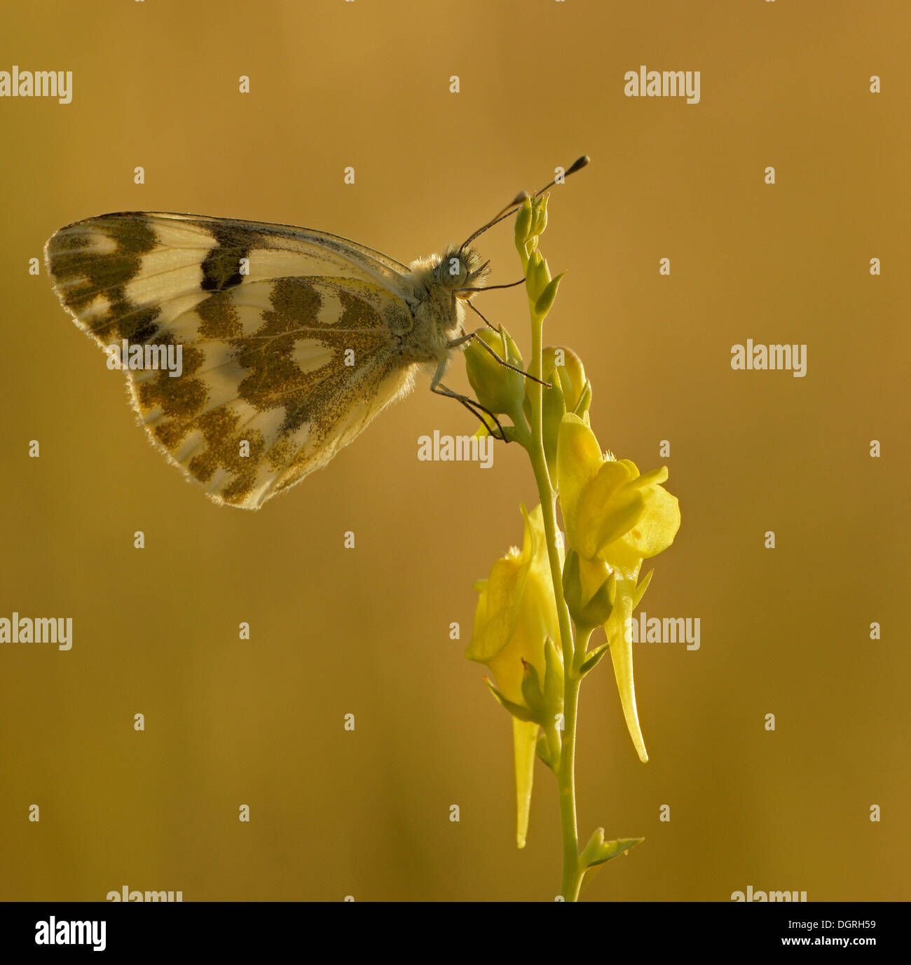 Eastern Bath White butterfly (Pontia edusa), Bulgaria, Europe Stock ...