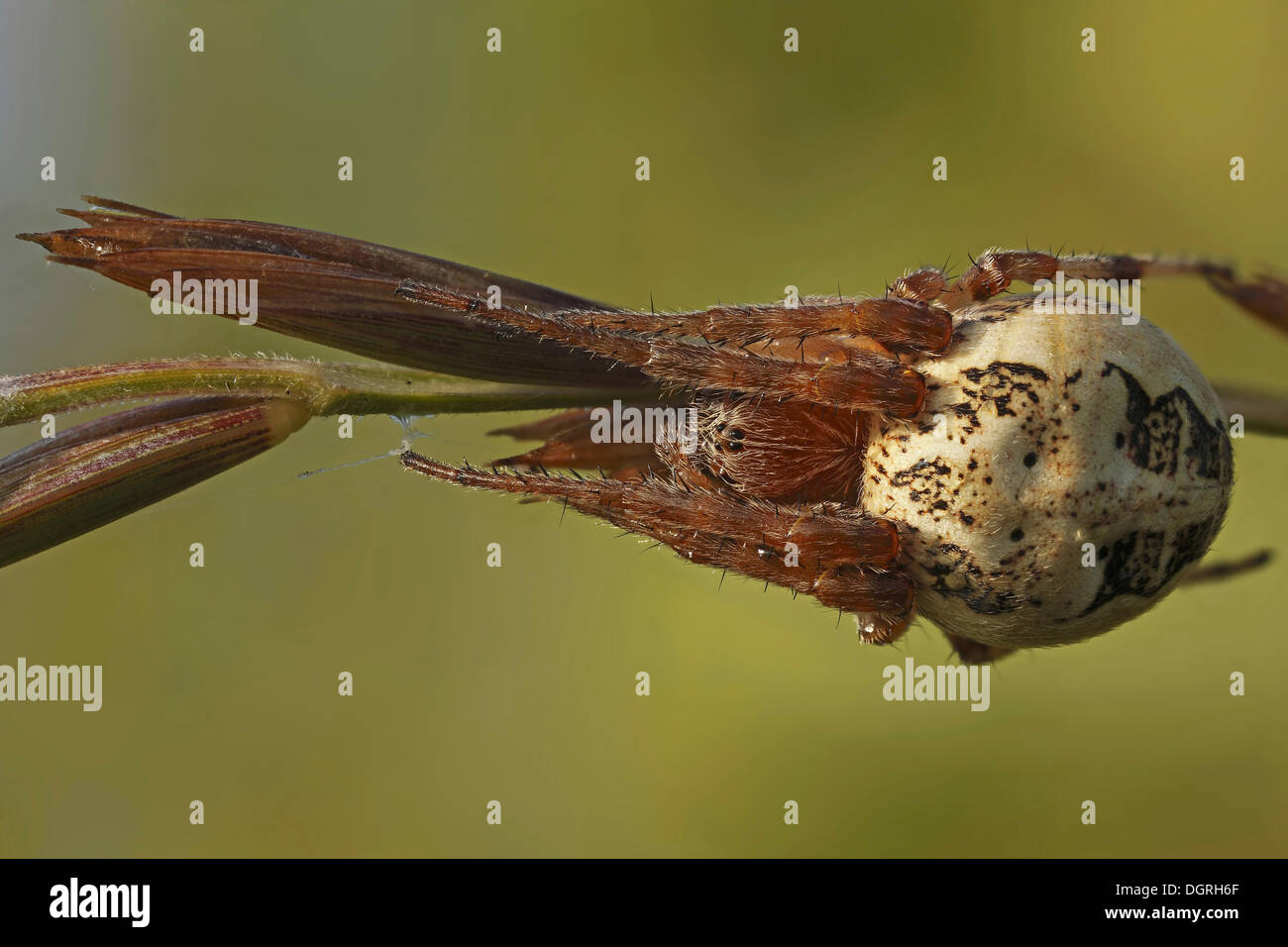 Furrow Spider (Larinioides cornutus), Bad Hersfeld, Hesse Stock Photo ...