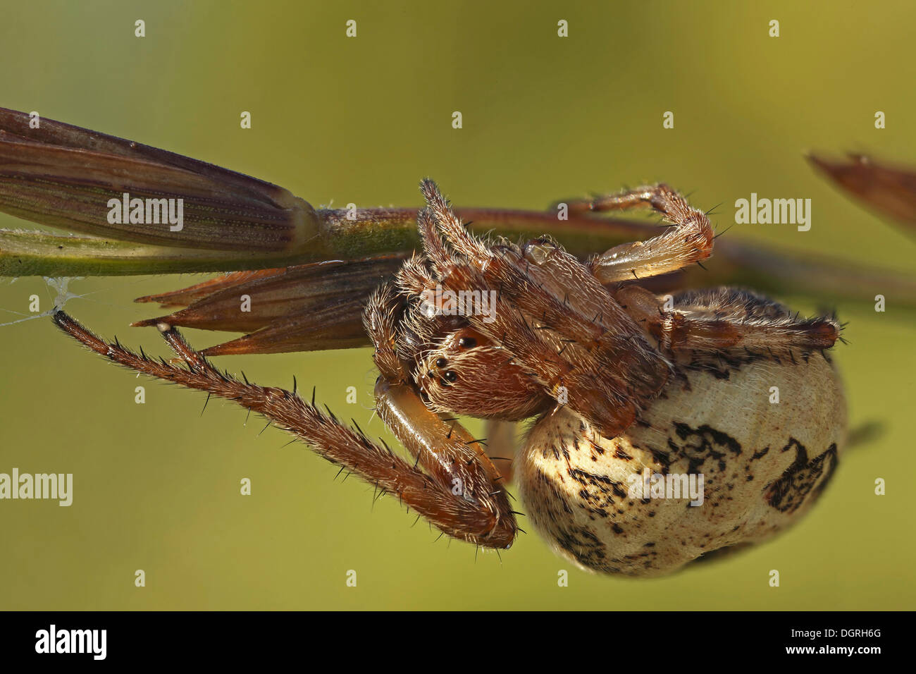 Furrow Spider (Larinioides cornutus), Bad Hersfeld, Hesse Stock Photo ...