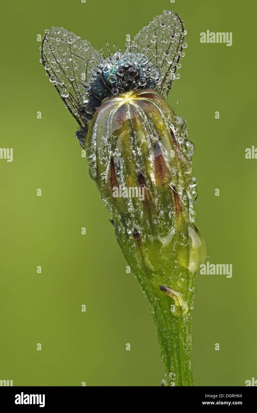 Common greenbottle (Lucilia caesar), Bad Hersfeld, Hesse Stock Photo ...