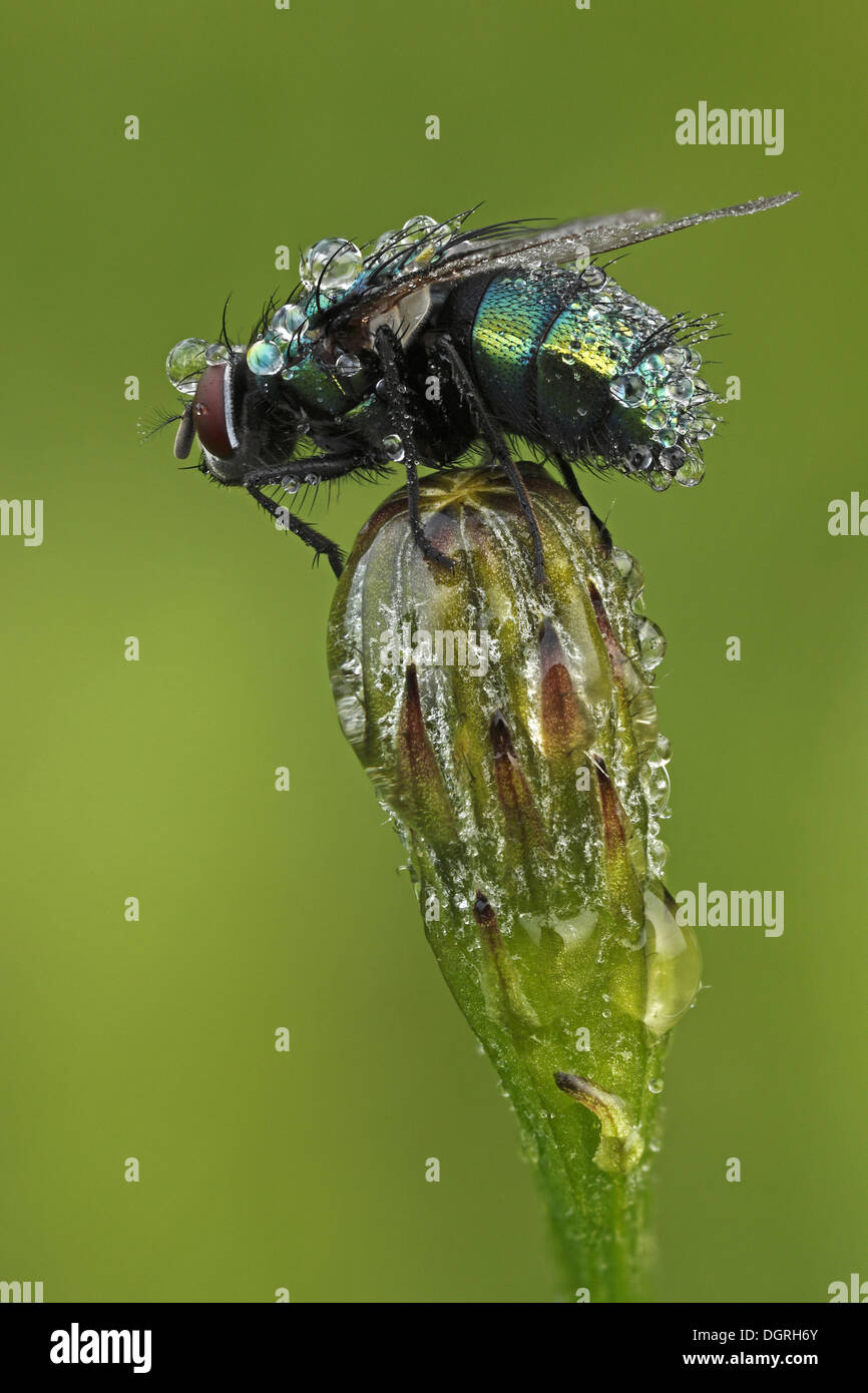 Common greenbottle (Lucilia caesar), Bad Hersfeld, Hesse Stock Photo ...