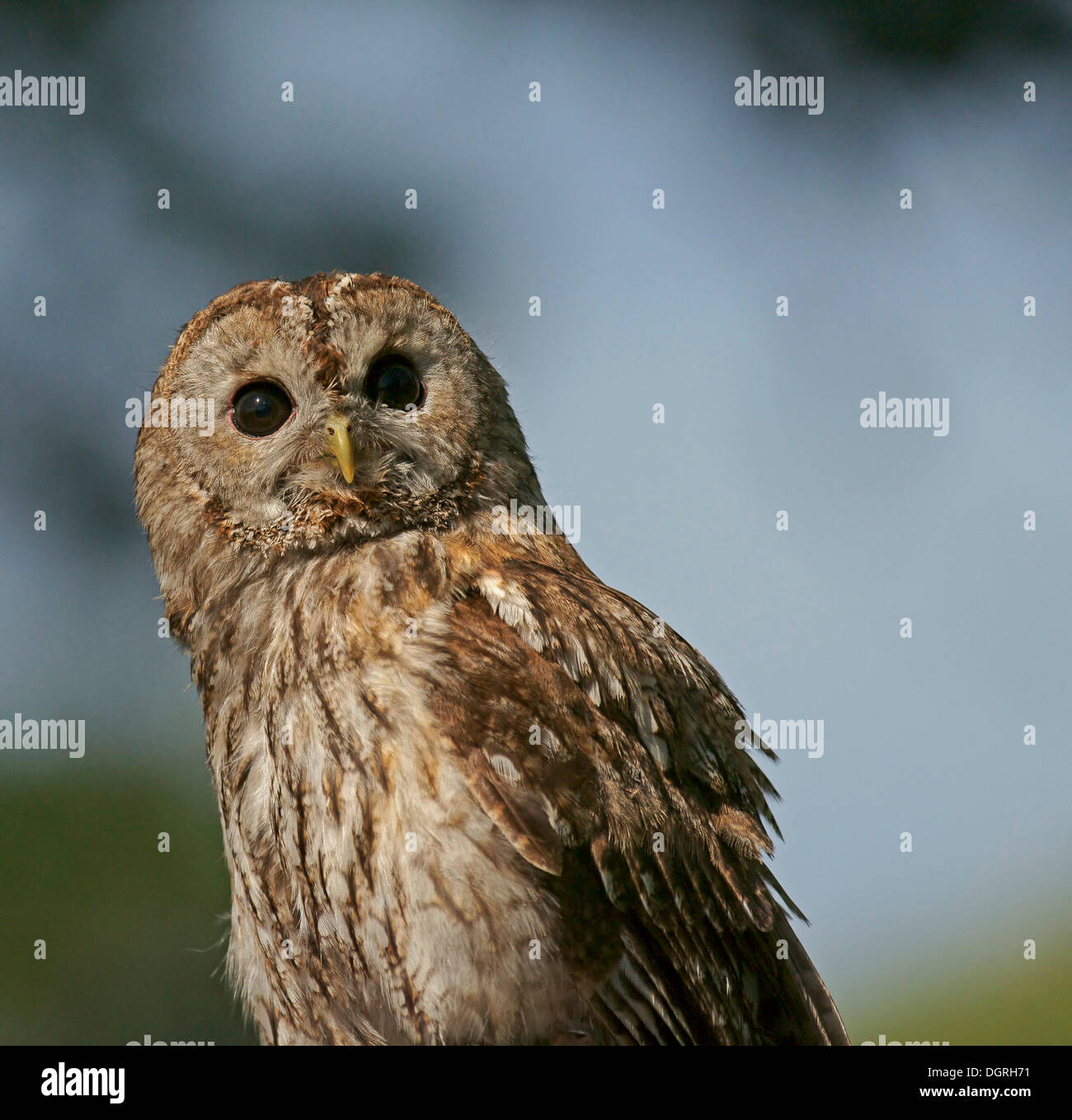 Aluco strix hi-res stock photography and images - Alamy
