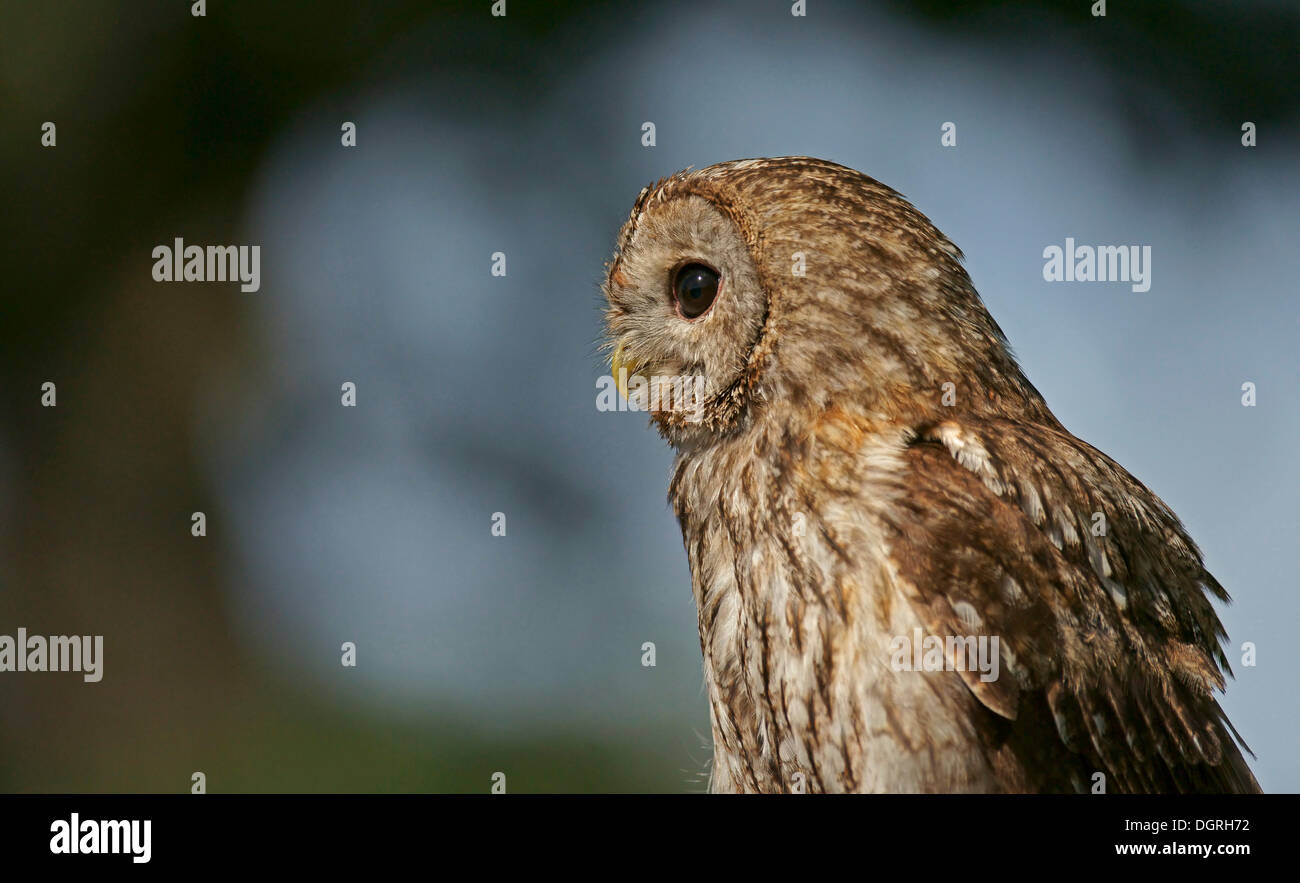 Side profile of owl hi-res stock photography and images - Alamy