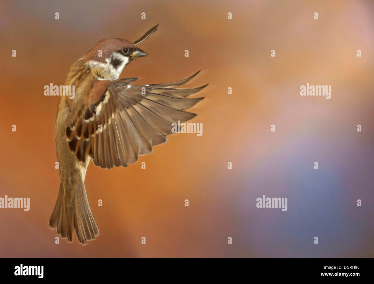 Eurasian Tree Sparrow (Passer montanus), in flight, Bad Hersfeld, Hesse ...