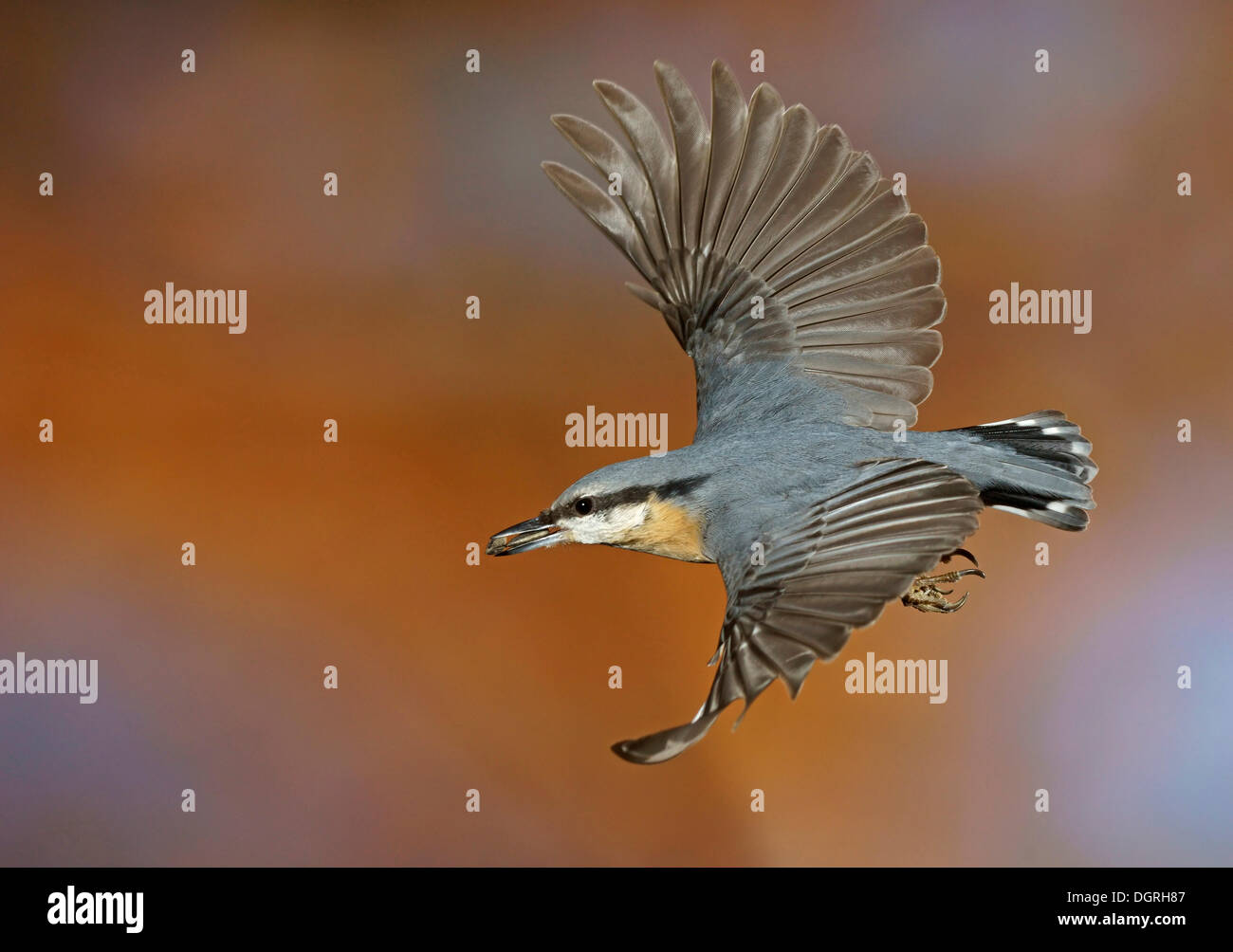 Nuthatch Sitta Europaea In Flight High Resolution Stock Photography and ...